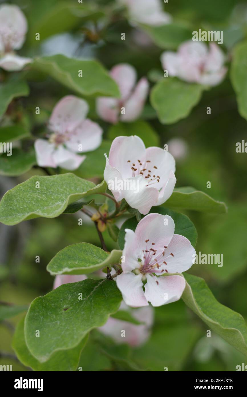 Quince tree leaf hi-res stock photography and images - Alamy