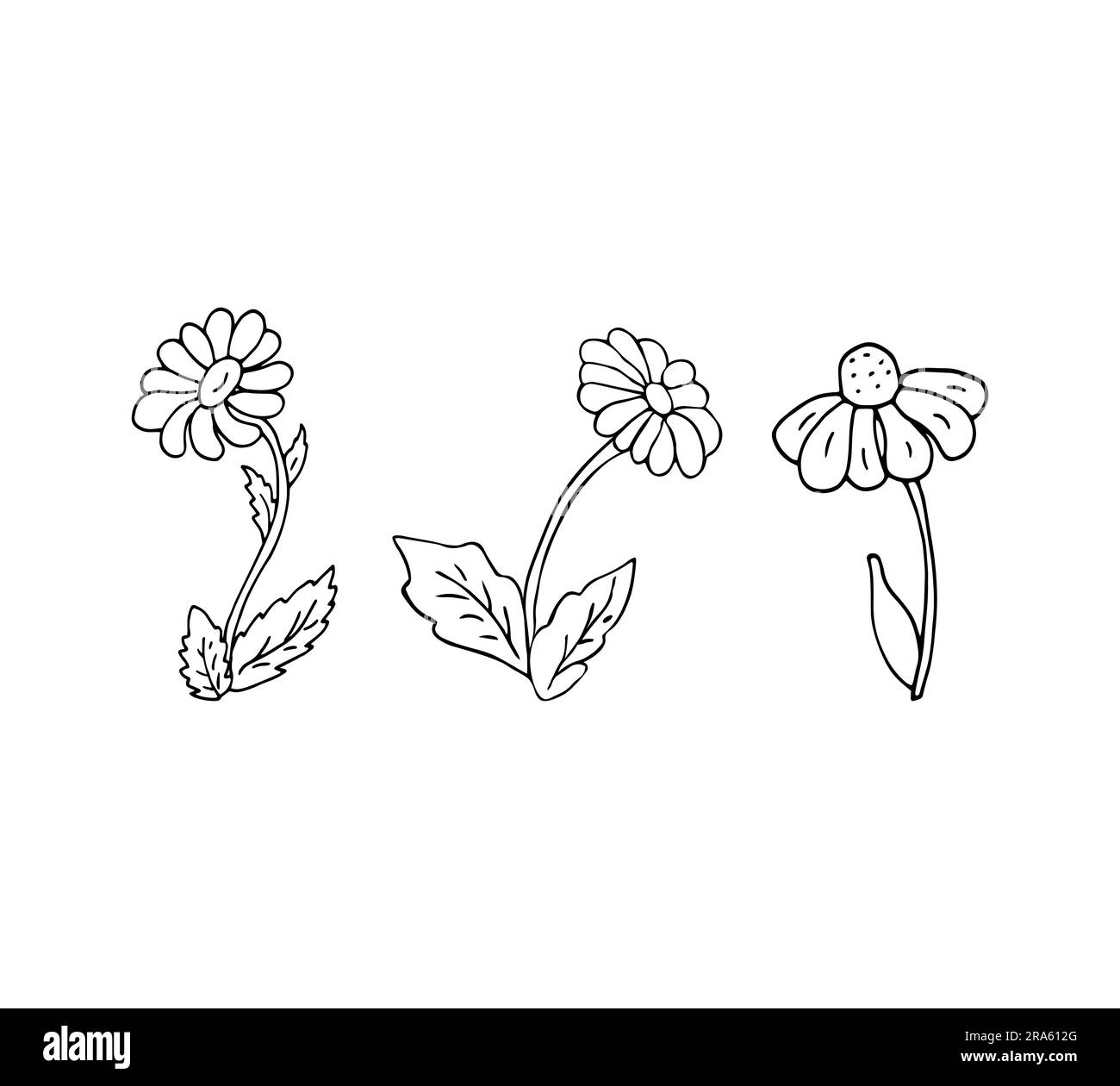 Vector set of flowers, botanical illustration, isolated floral elements ...