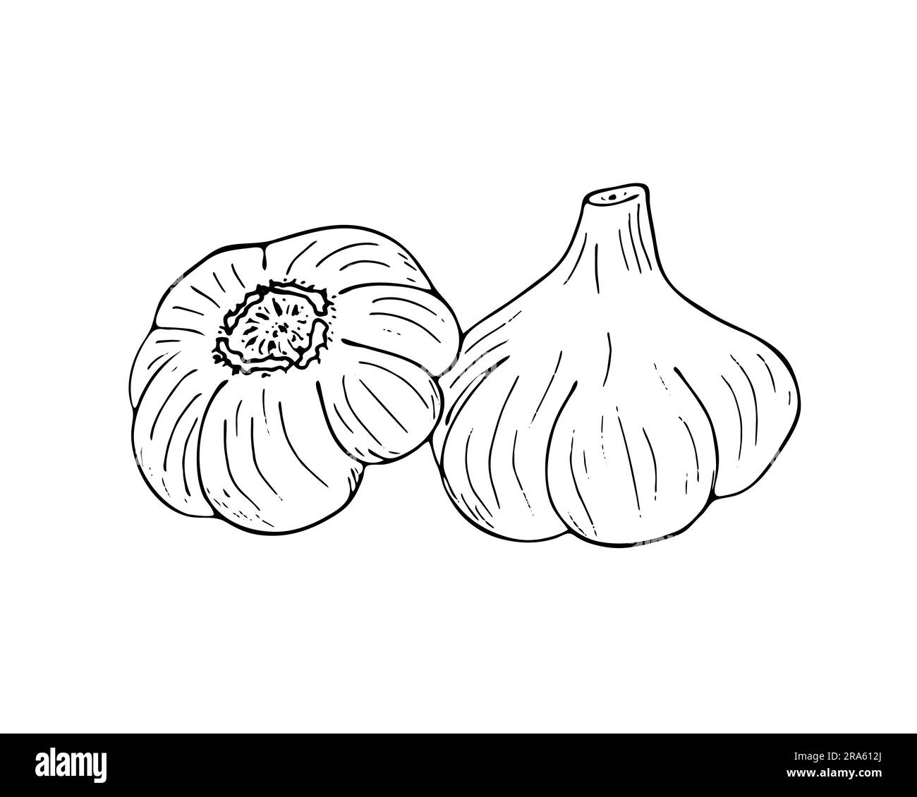 Garlic hand drawn vector illustration. Isolated on white background ...