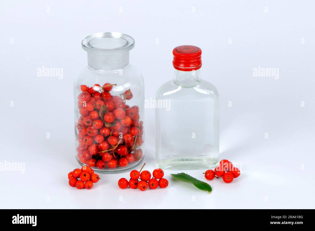 Production of rowan berry tincture, rowan berry (Sorbus aucuparia ...