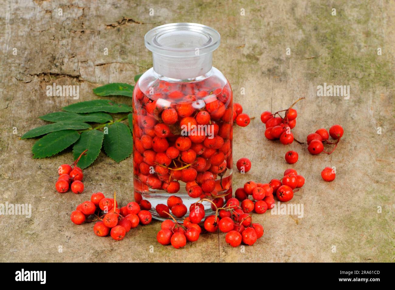 Production of rowan berry tincture, rowan berry (Sorbus aucuparia ...