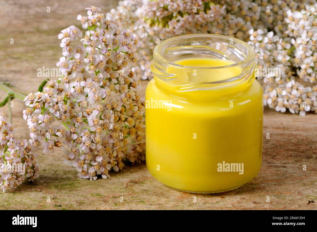 (Achillea millefolium), yarrow ointment, yarrow ointment Stock Photo ...