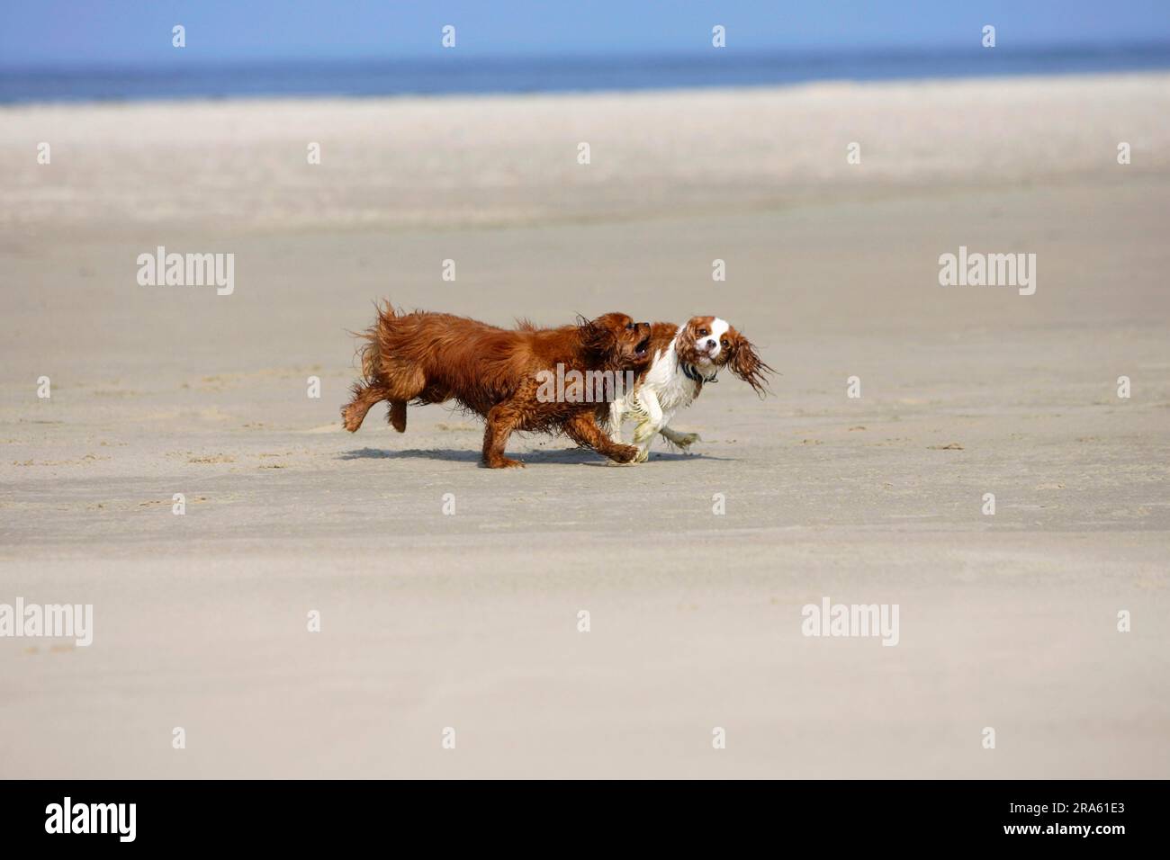 Cavalier King Charles Spaniel, ruby red and blenheim Stock Photo - Alamy