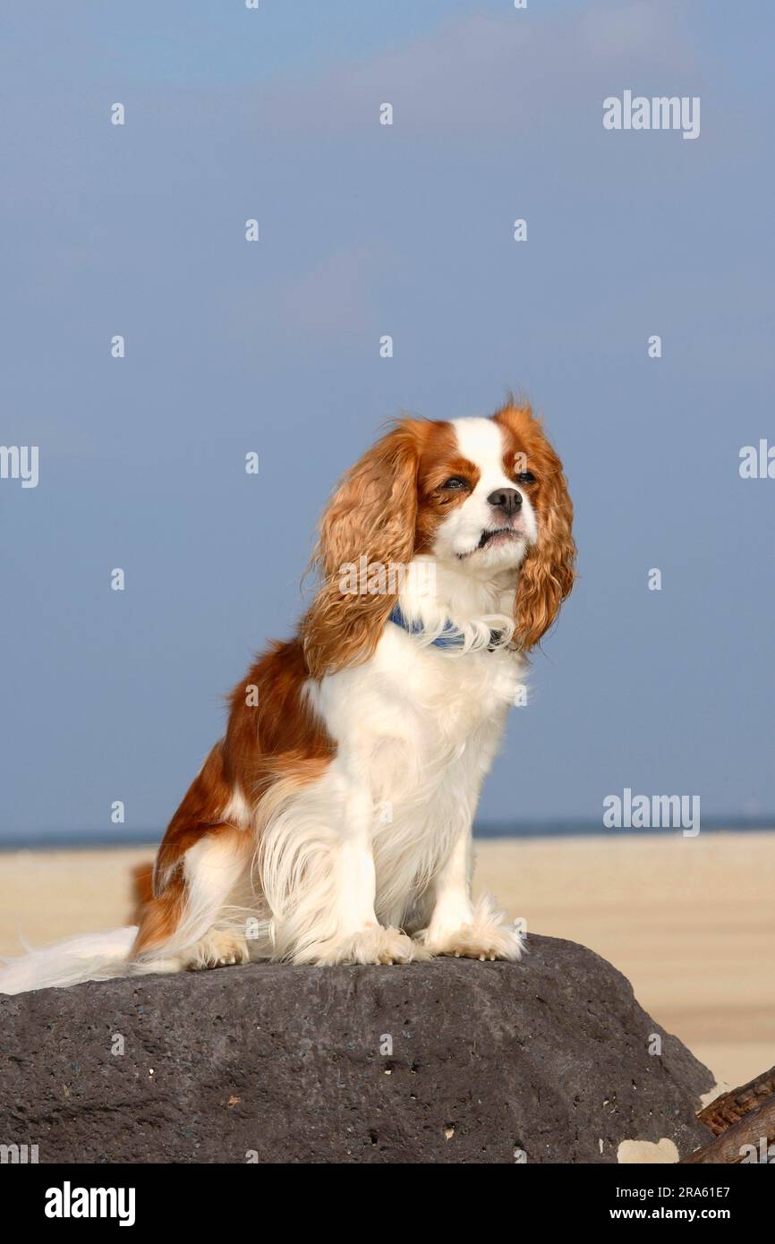 Blenheim cavalier king charles spaniel hi-res stock photography and ...