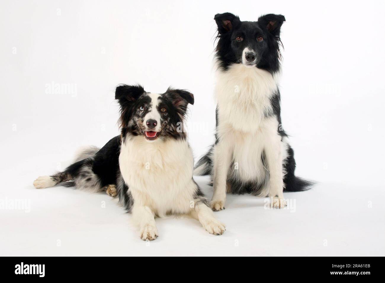 Australian Shepherd Blue Merle Mix