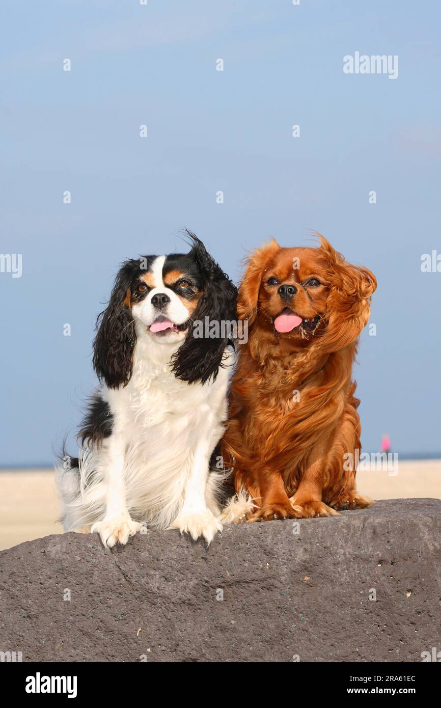 Cavalier King Charles Spaniel, tricolour and ruby red Stock Photo - Alamy