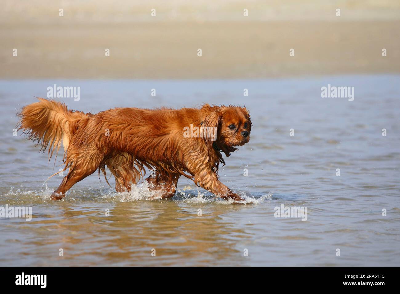 Ruby side hi-res stock photography and images - Alamy