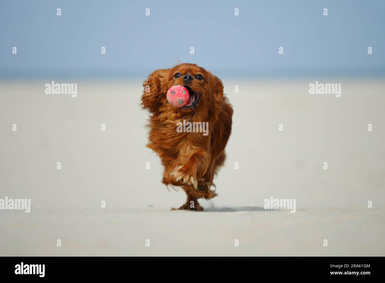 Cavalier King Charles Spaniel, ruby red, ball Stock Photo - Alamy