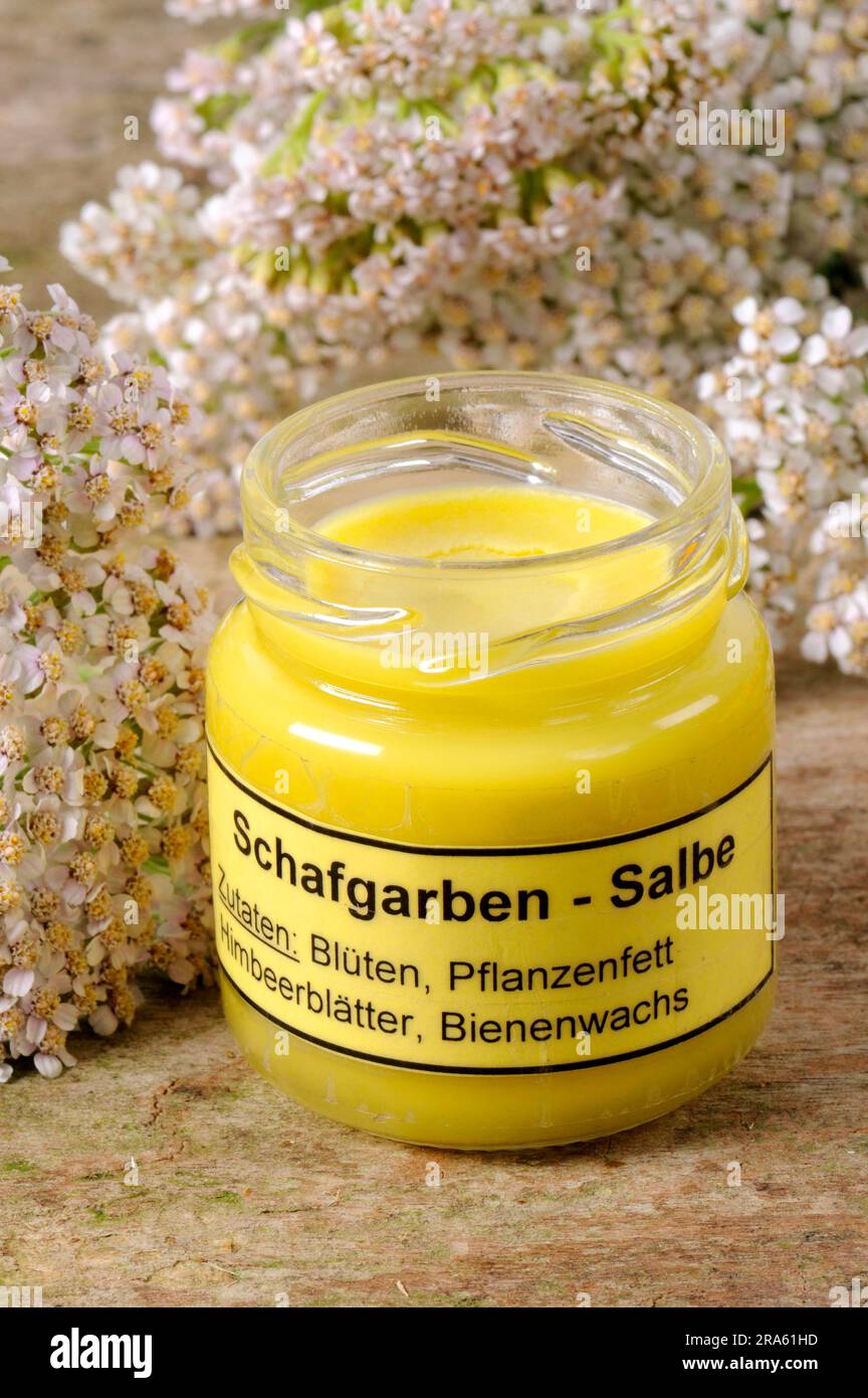 (Achillea millefolium), yarrow ointment, yarrow ointment Stock Photo ...