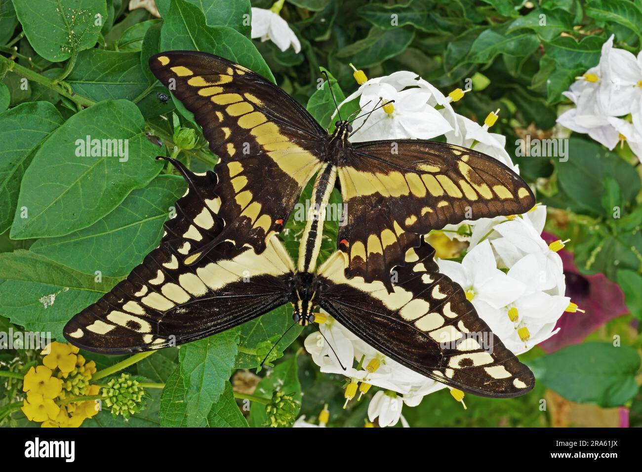 Giant swallowtail pupa hi-res stock photography and images - Alamy