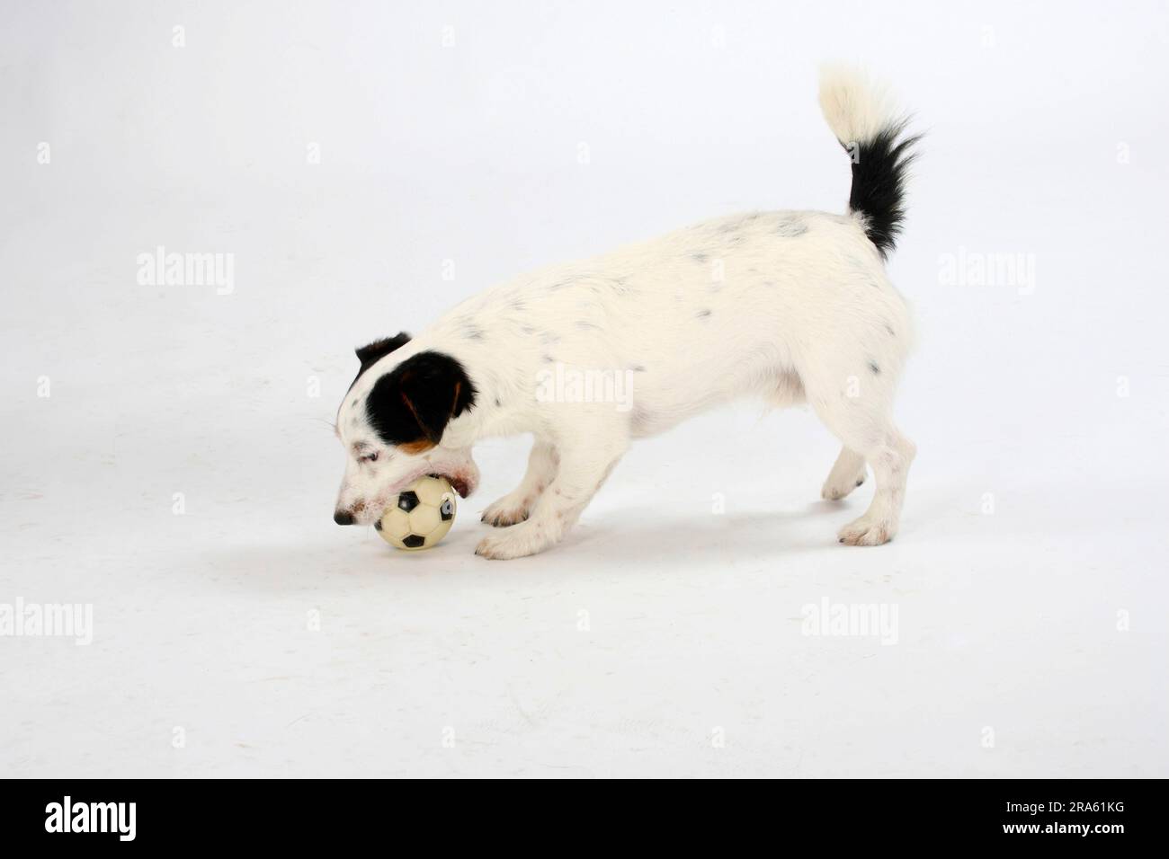 Jack Russell Terrier, tricolour, ball, side Stock Photo - Alamy