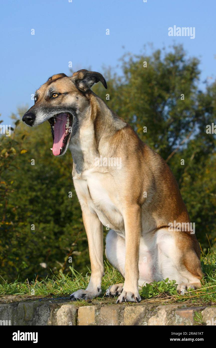 Odd eyed dog hi-res stock photography and images - Alamy