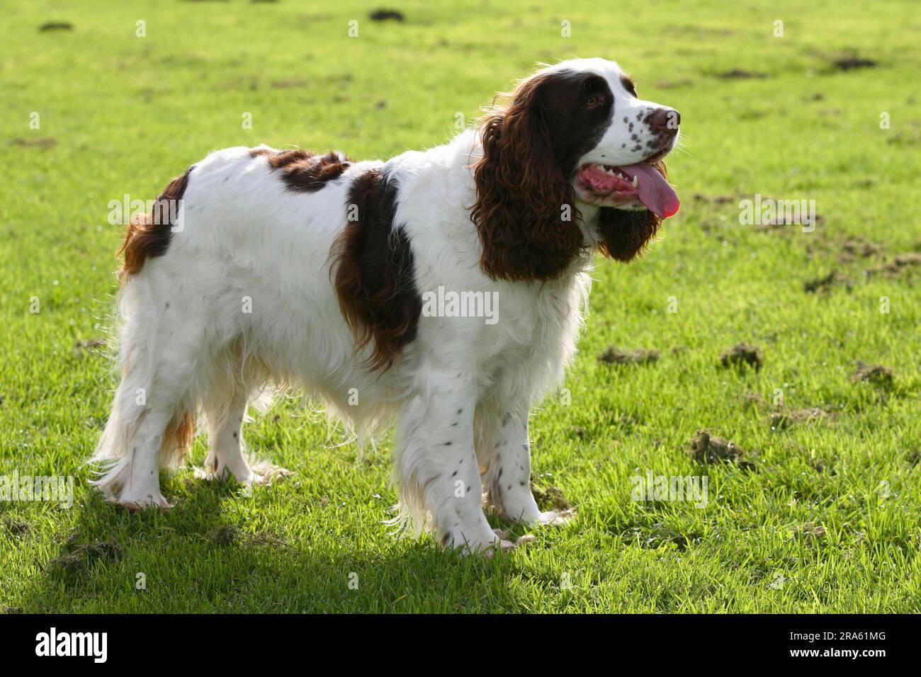 English Springer Spaniel Stock Photo - Alamy