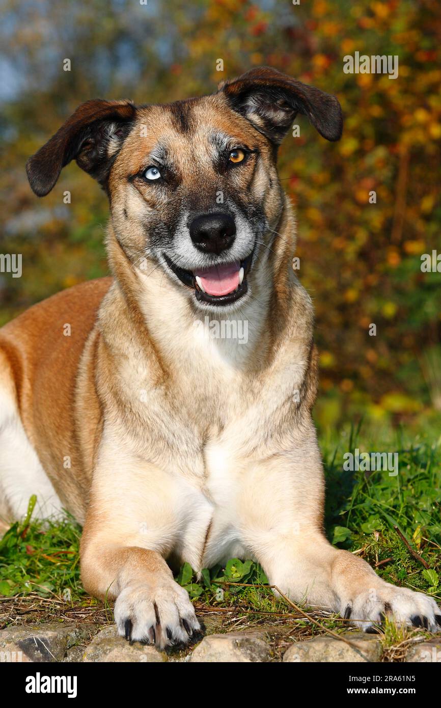 Mixed breed dog, odd-eyed Stock Photo - Alamy