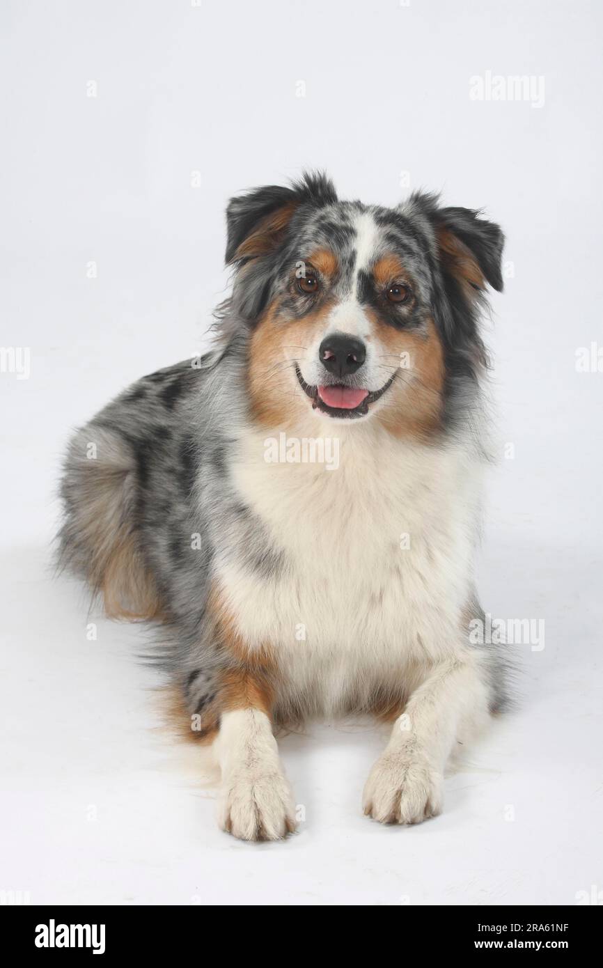 Australian Shepherd, blue-merle Stock Photo - Alamy