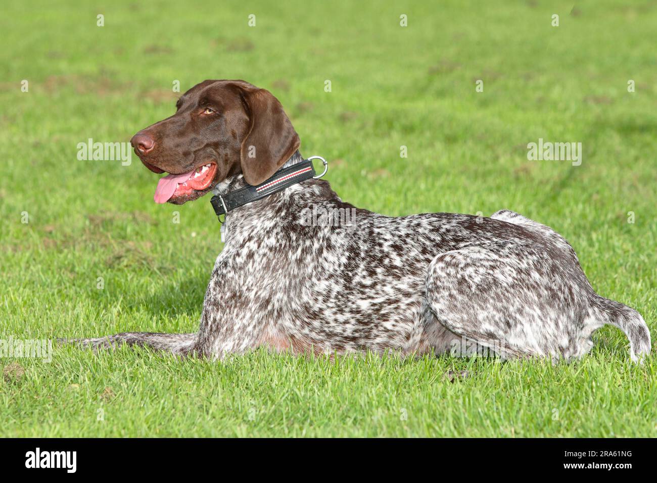 German Shorthair, German Shorthaired Pointers, lateral Stock Photo - Alamy