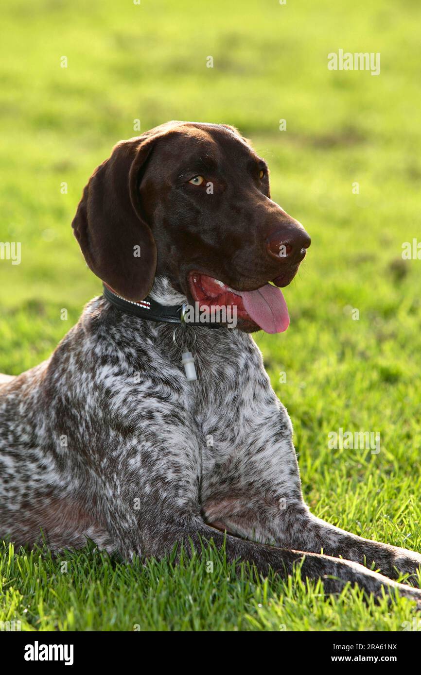 German Shorthair, German Shorthaired Pointing Dog Stock Photo - Alamy
