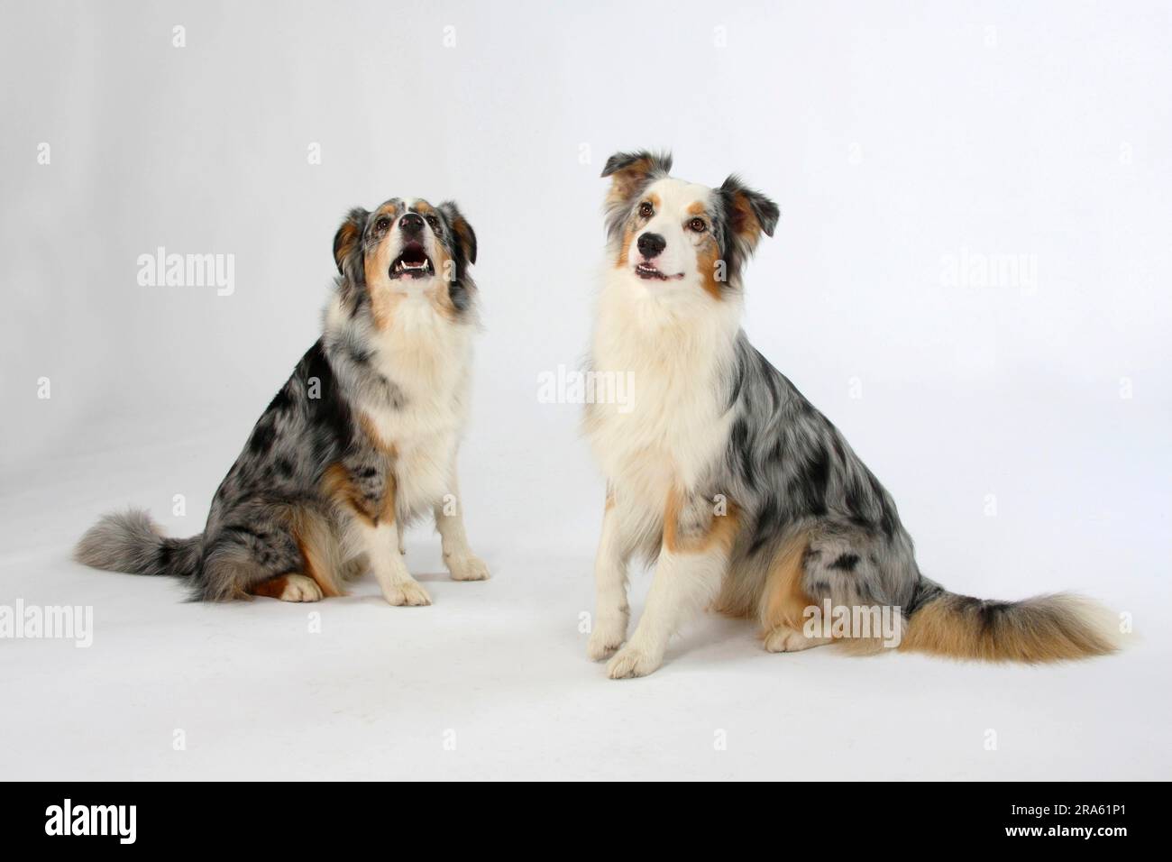 Australian Shepherd Blue Merle Mix