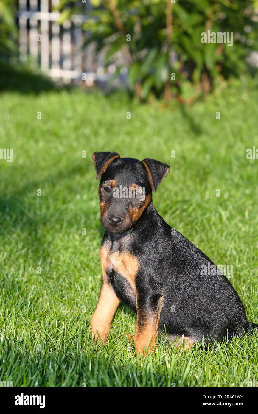 German hunting terrier hi-res stock photography and images - Alamy