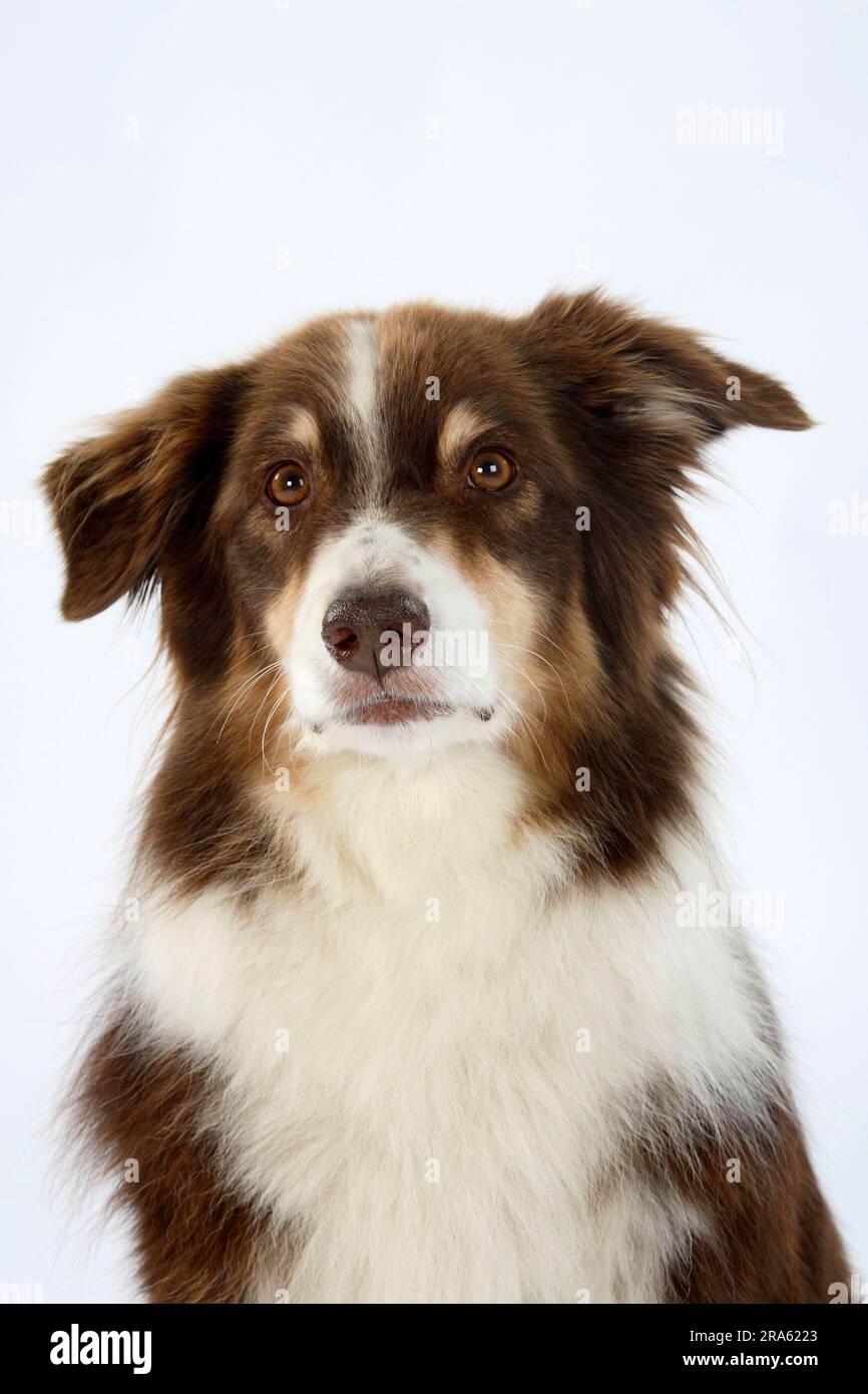 Australian Shepherd, 8 years old Stock Photo - Alamy