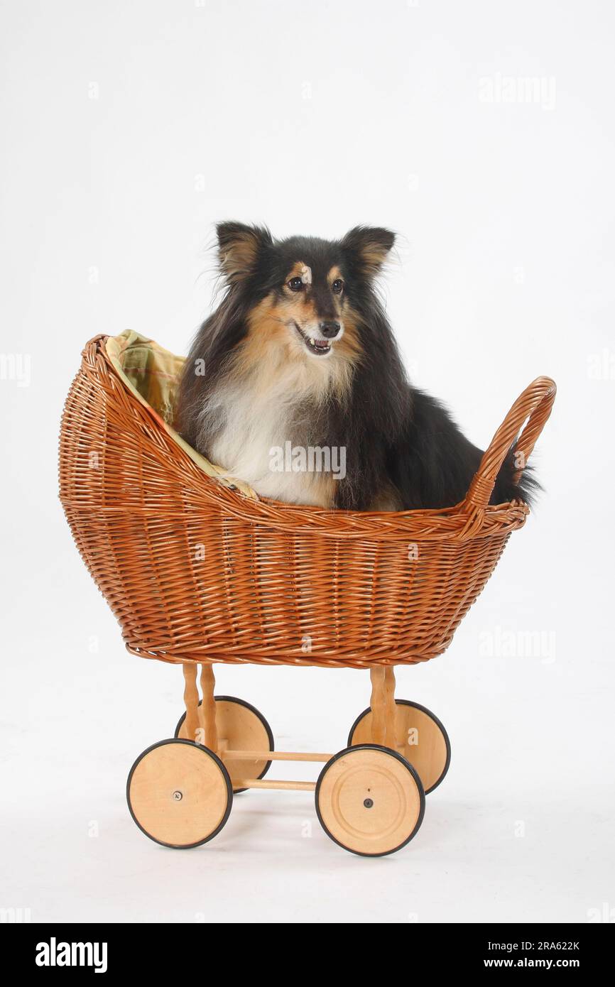 Sheltie, 10 years old, in doll carriage, Shetland Sheepdog Stock Photo ...
