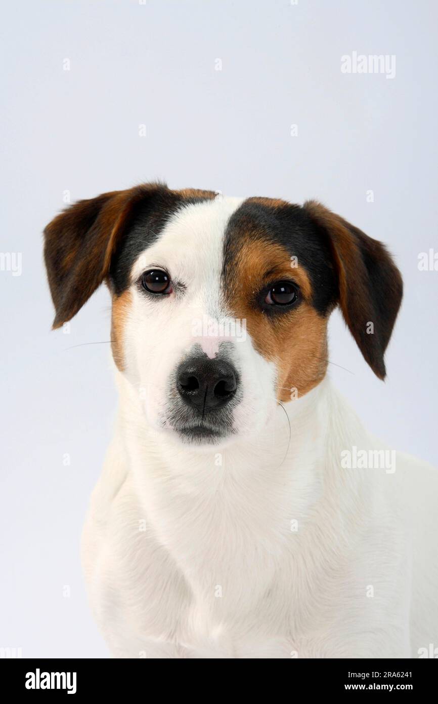Studio portrait jack russell terrier hi-res stock photography and ...