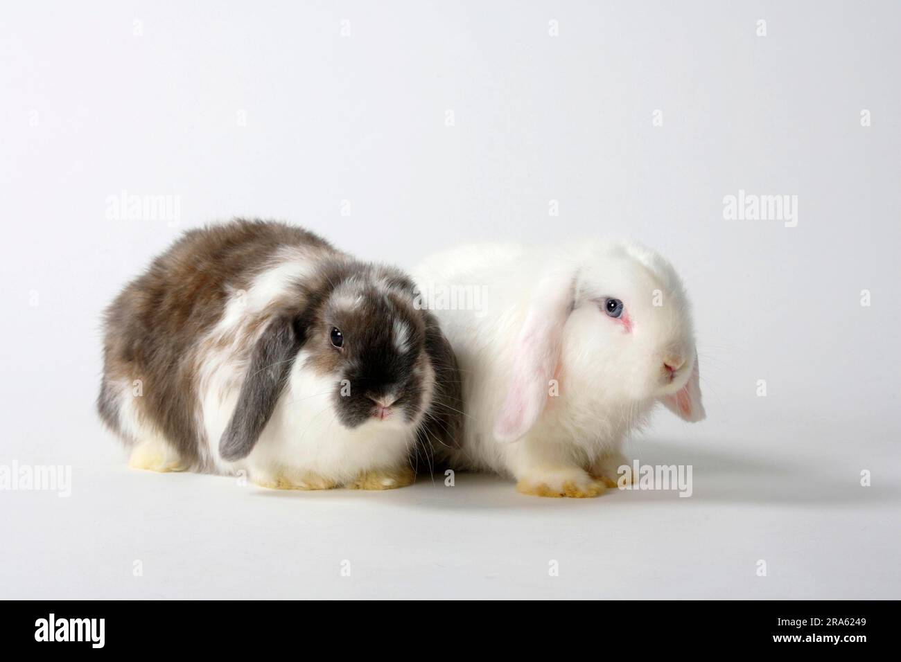 Thuringian blue and white with Rhoen, kittens, 12 weeks, satin rams ...