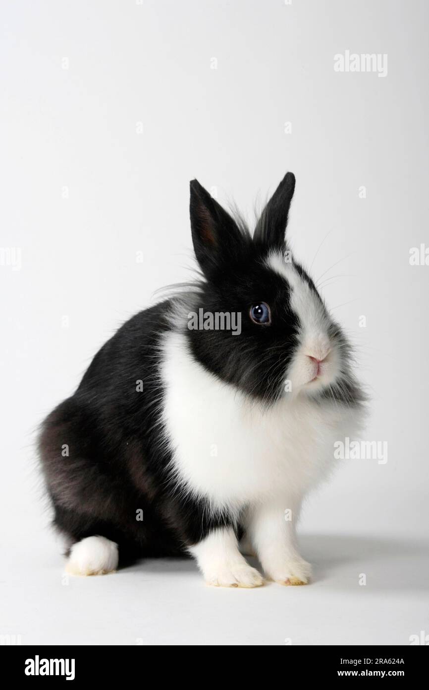 Lion-maned dwarf rabbit, lion-headed rabbit, domestic rabbit, dwarf ...