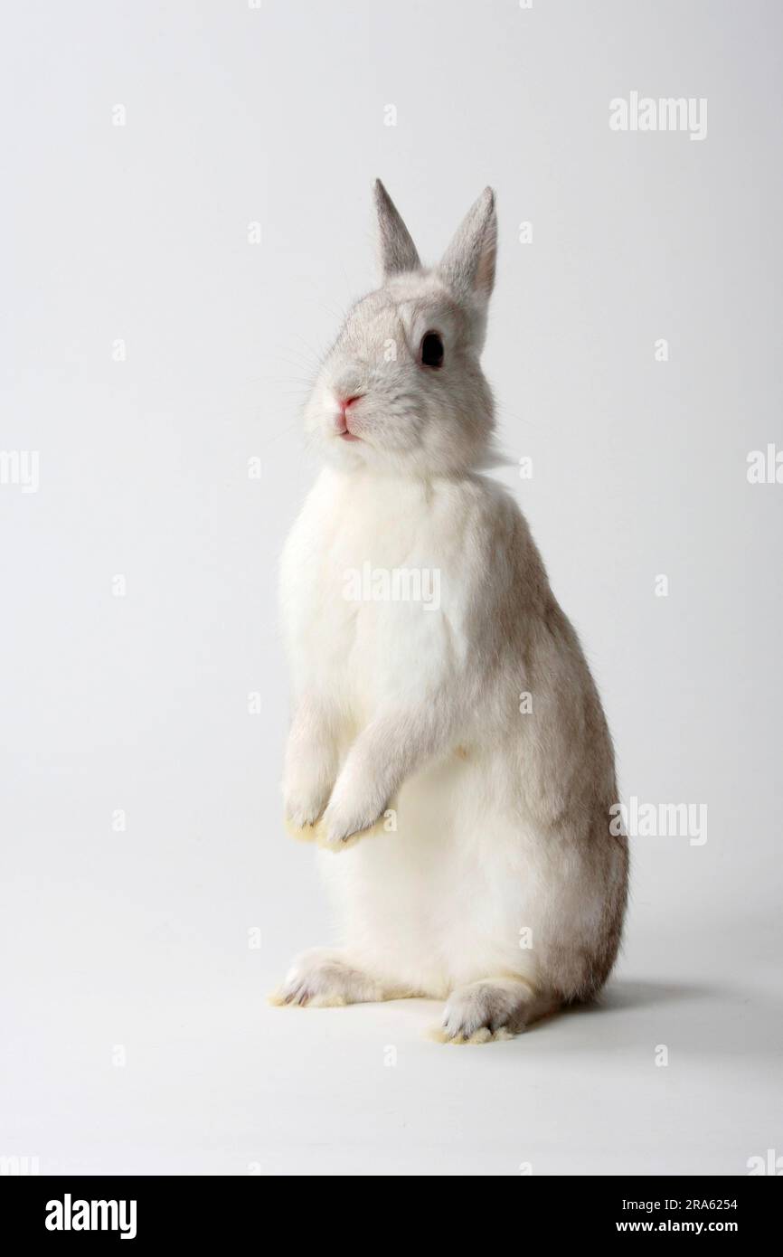 Dwarf Rabbit, Colour Dwarf, Satin, Domestic Rabbit, Satin Colour Dwarf ...