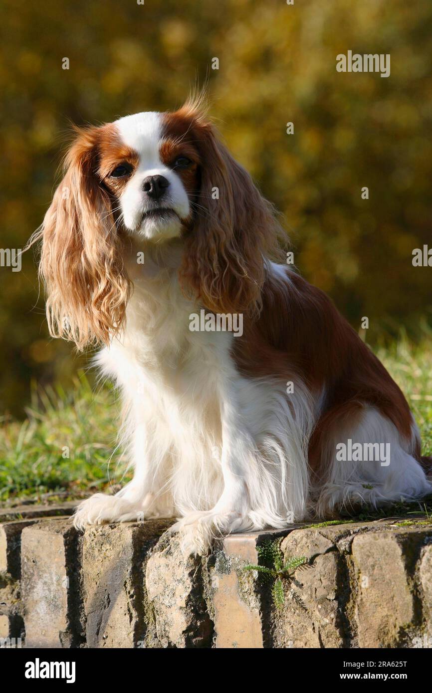 Blenheim cavalier king charles spaniel hi-res stock photography and ...