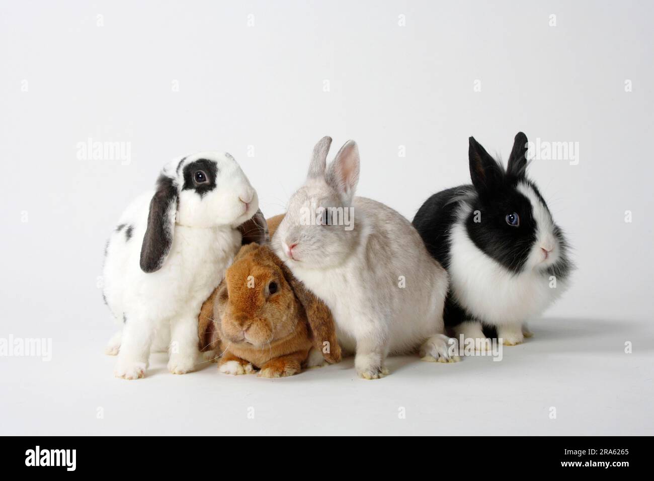 Blue-white and apricot, dwarf rabbits, colour dwarf, satin, and lion's ...