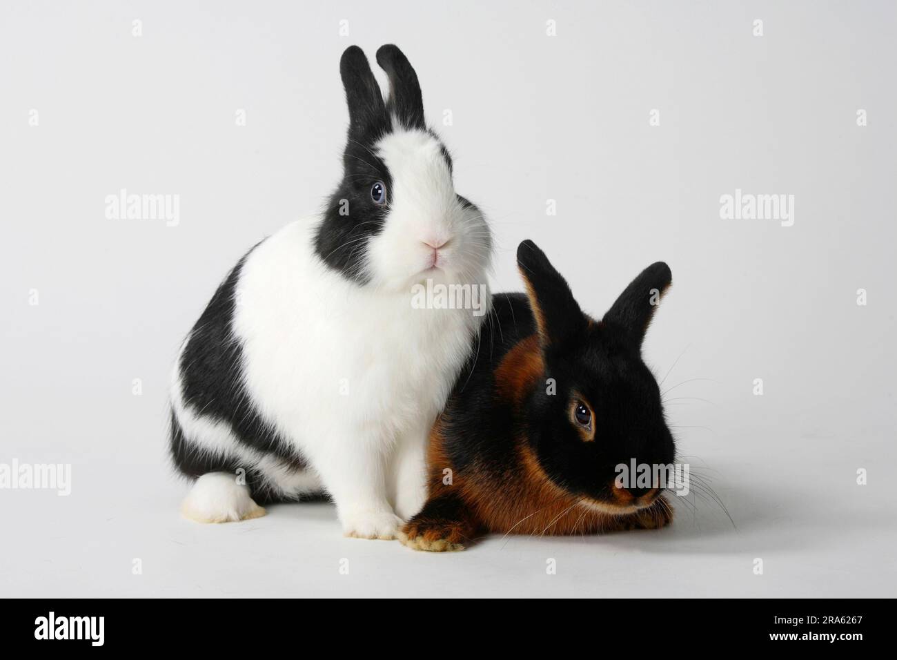 Lion's mane dwarf rabbits and tan rabbits, black-tan, lion's mane dwarf ...