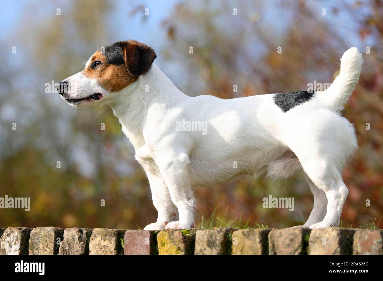 Jack Russell Terrier, Side Stock Photo - Alamy