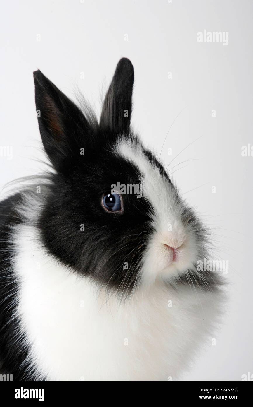 Lion-maned dwarf rabbit, lion-headed rabbit, domestic rabbit, dwarf ...