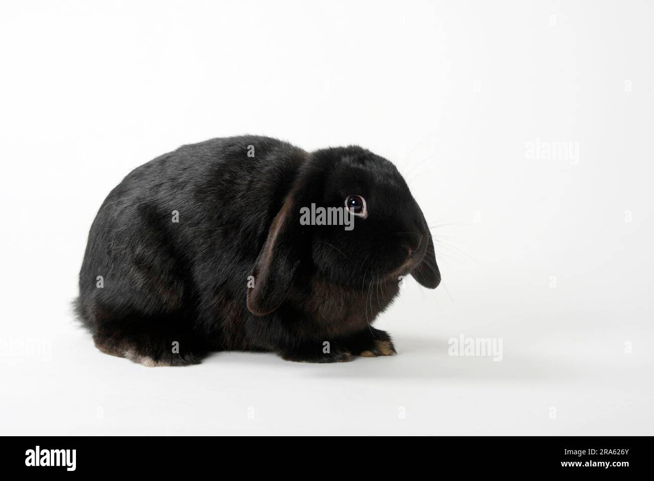 Dutch Dwarf Ram, black, domestic rabbit, ram rabbit, dwarf ram rabbit ...