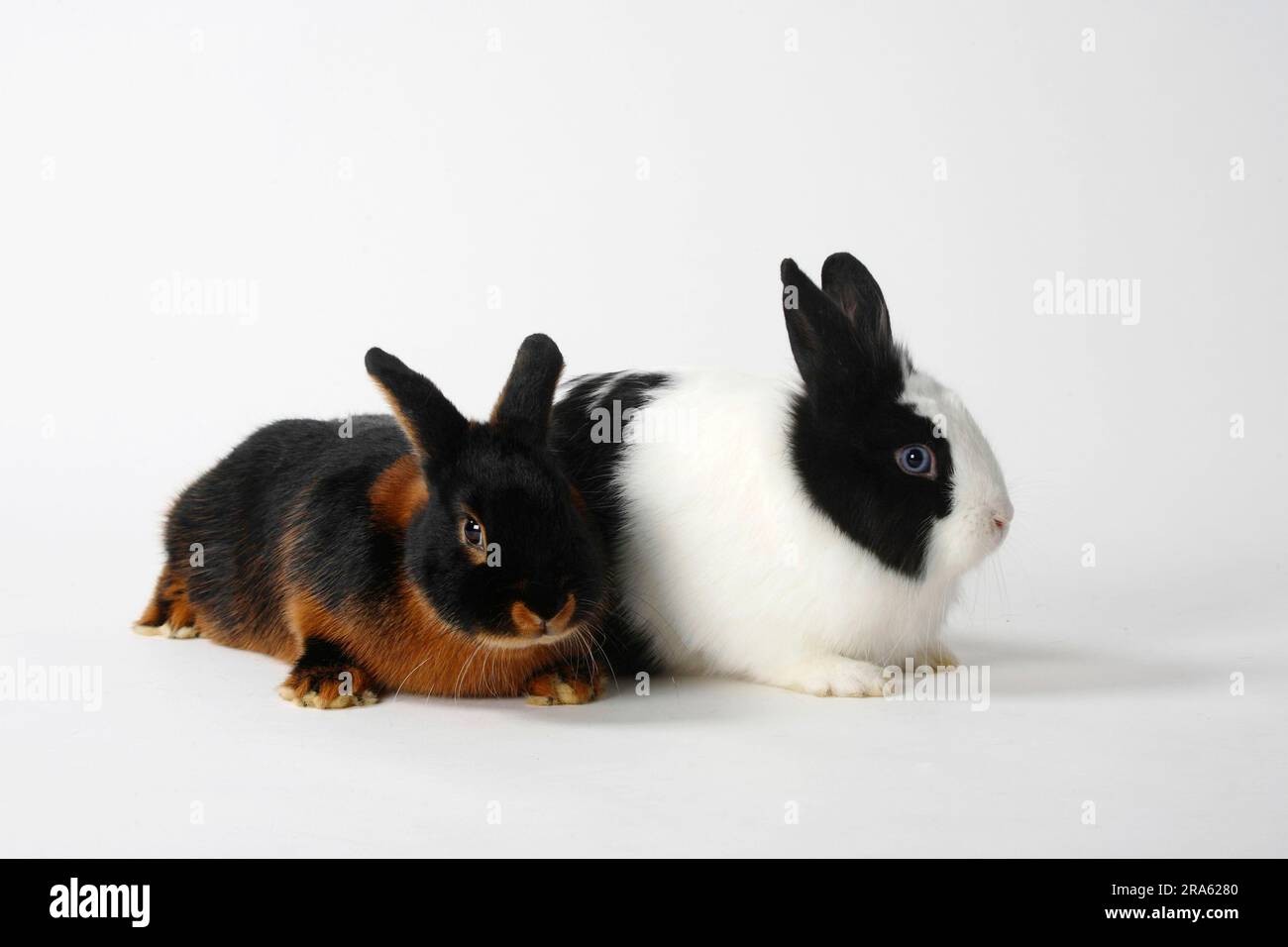 Lion's mane dwarf rabbits and tan rabbits, black-tan, lion's mane dwarf ...