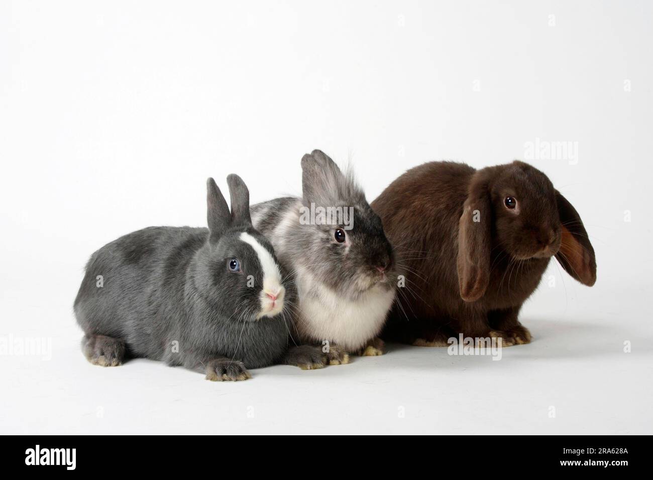 Lion's mane dwarf rabbit, Rhoen, dwarf rabbit, blue with white, and ...