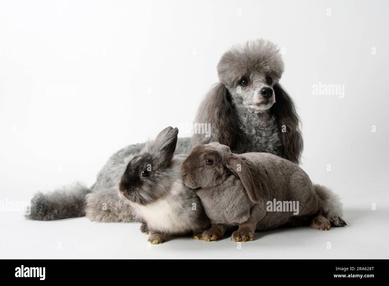 Small poodle, silver, lilac, and lion's mane dwarf rabbit, Rhoen, lion ...