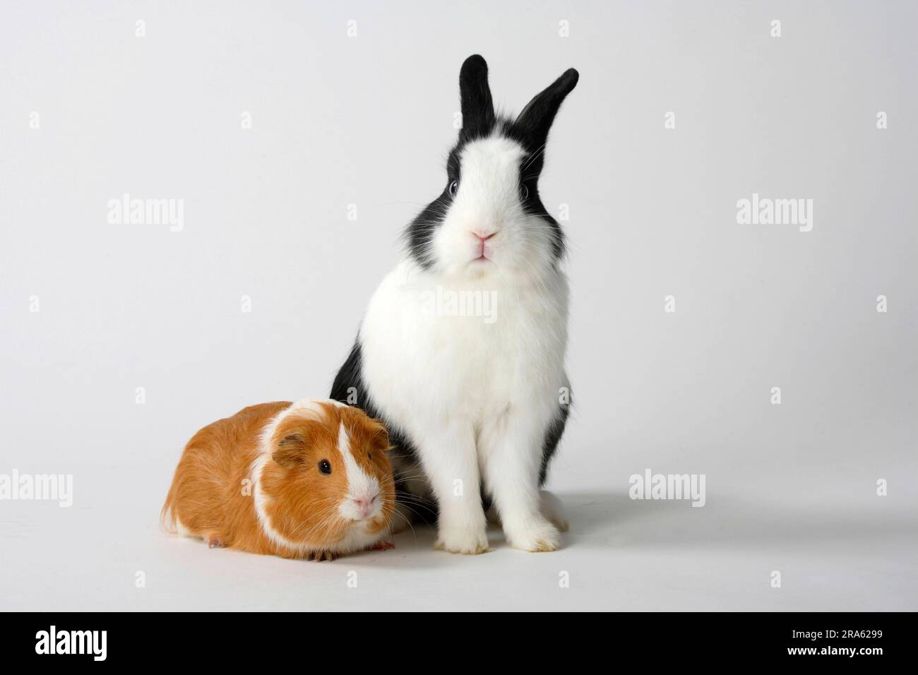 Lion's mane dwarf rabbits, black and white, and guinea pigs, red and ...