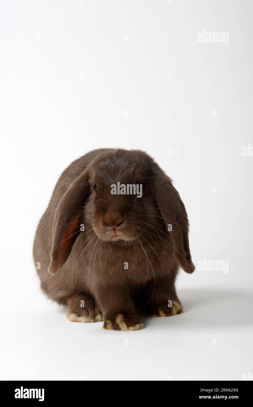 Caribbean rabbit hi-res stock photography and images - Alamy