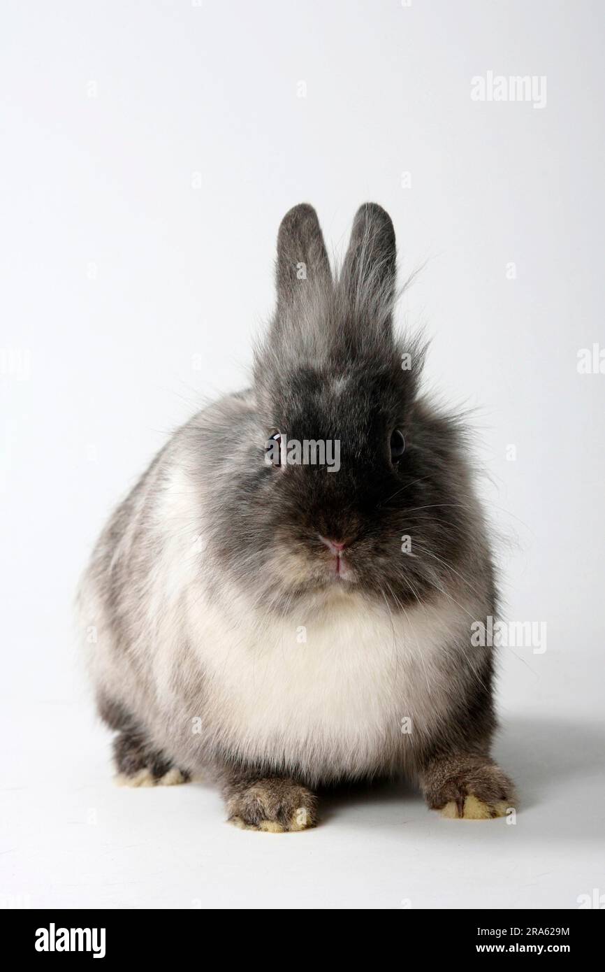 Lion-maned dwarf rabbits, Rhoen, lion-headed rabbits, domestic rabbits ...