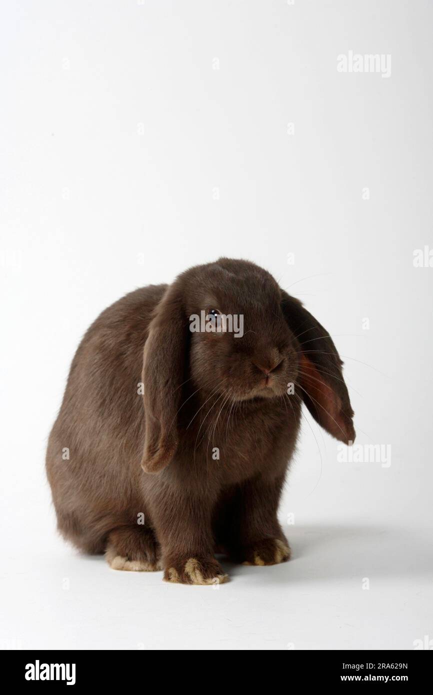 Caribbean rabbit hi-res stock photography and images - Alamy