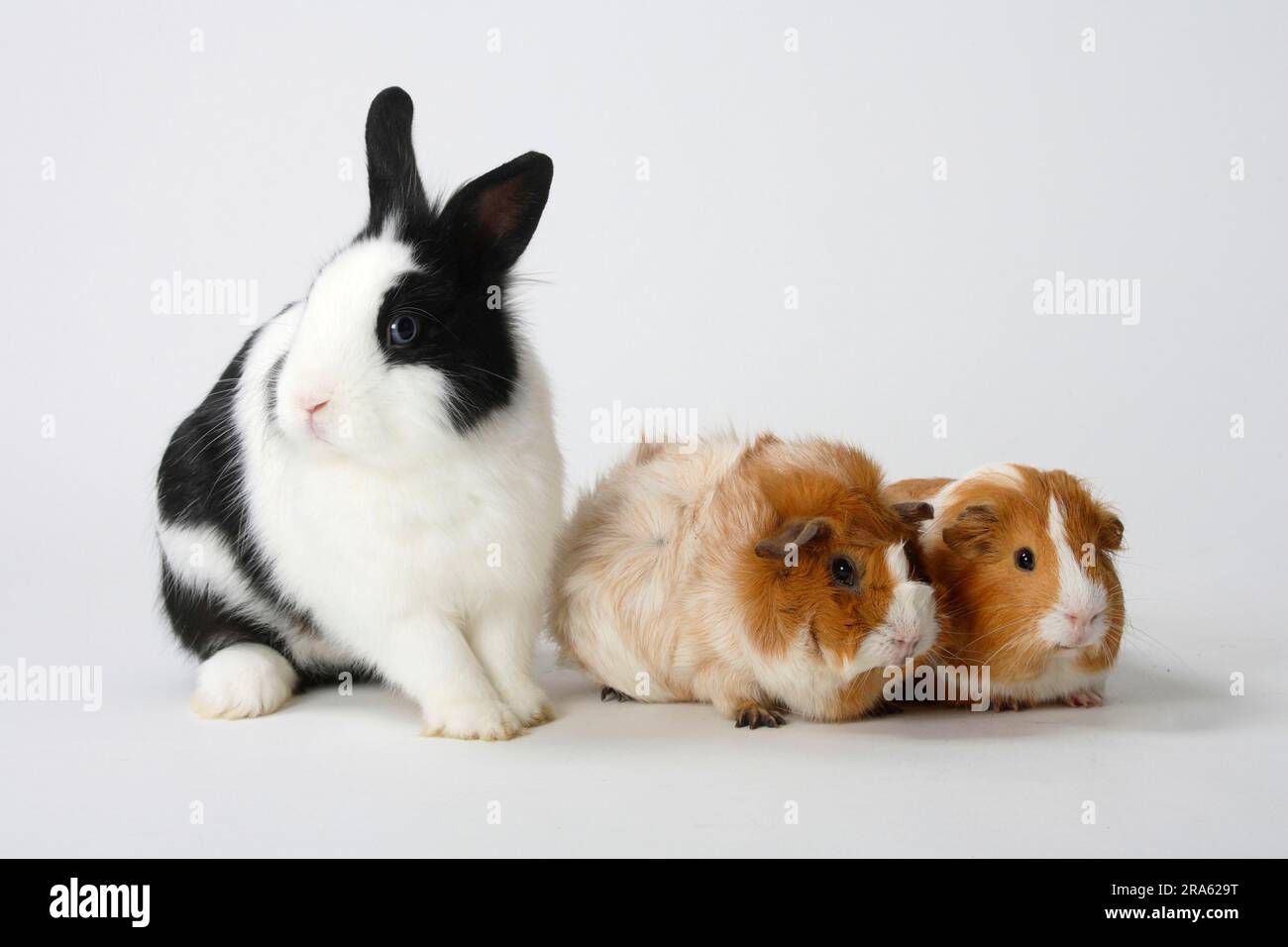 Lion's mane dwarf rabbits, black and white, and guinea pigs, lion's ...