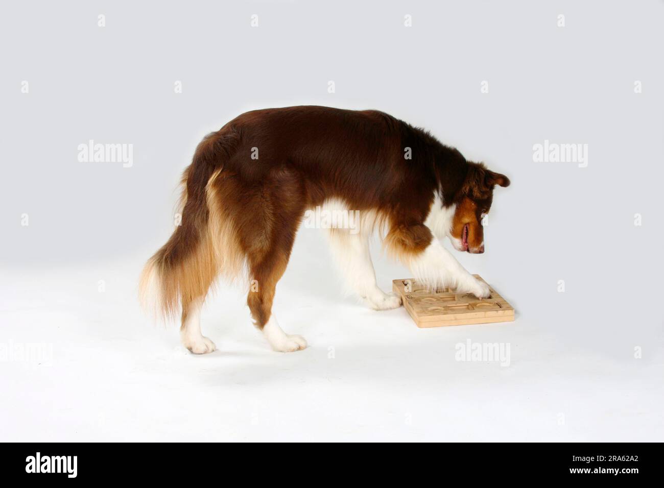 Australian Shepherd, red-tri, intelligence toy, intelligence, toy ...