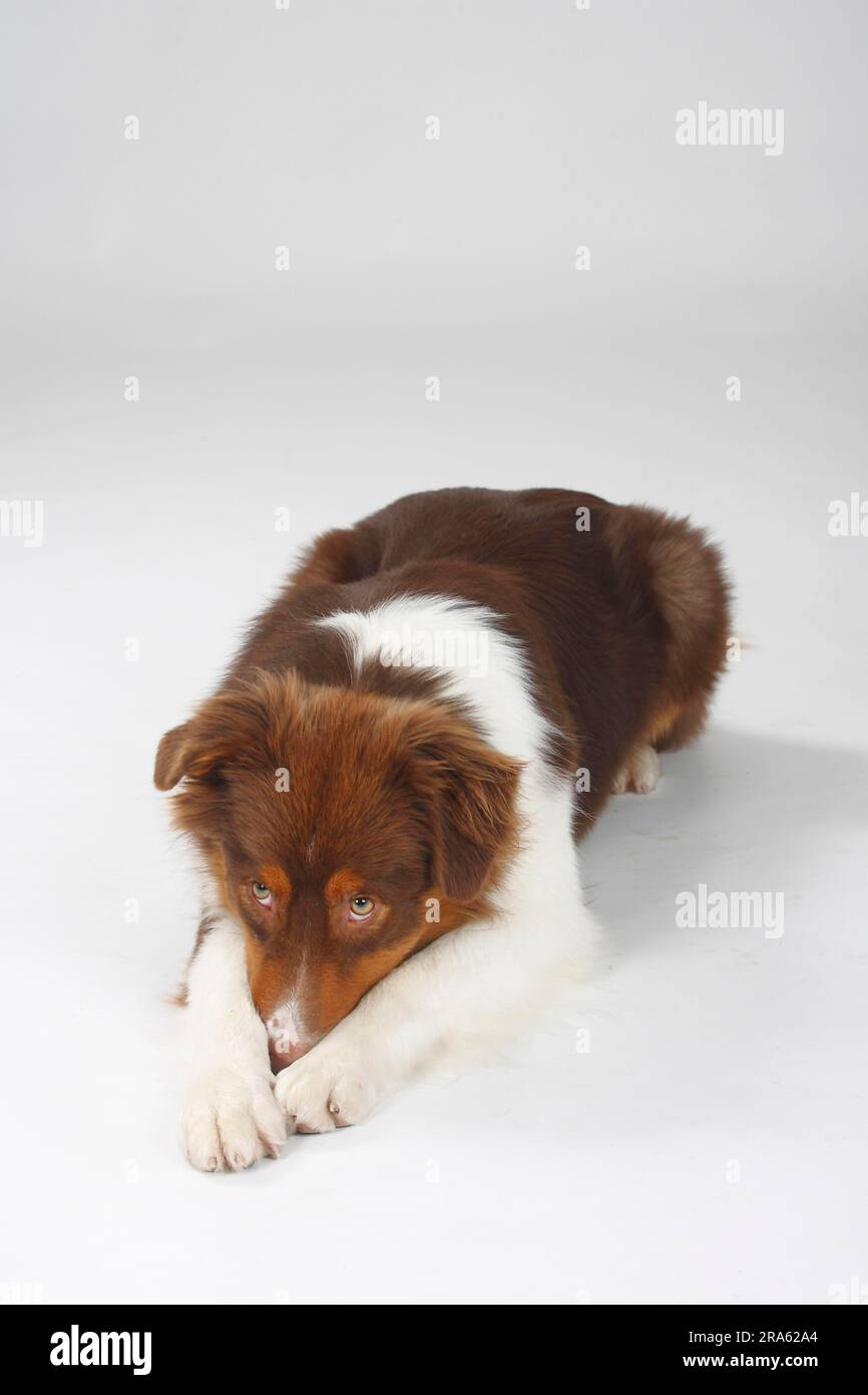 Red shame hi-res stock photography and images - Alamy