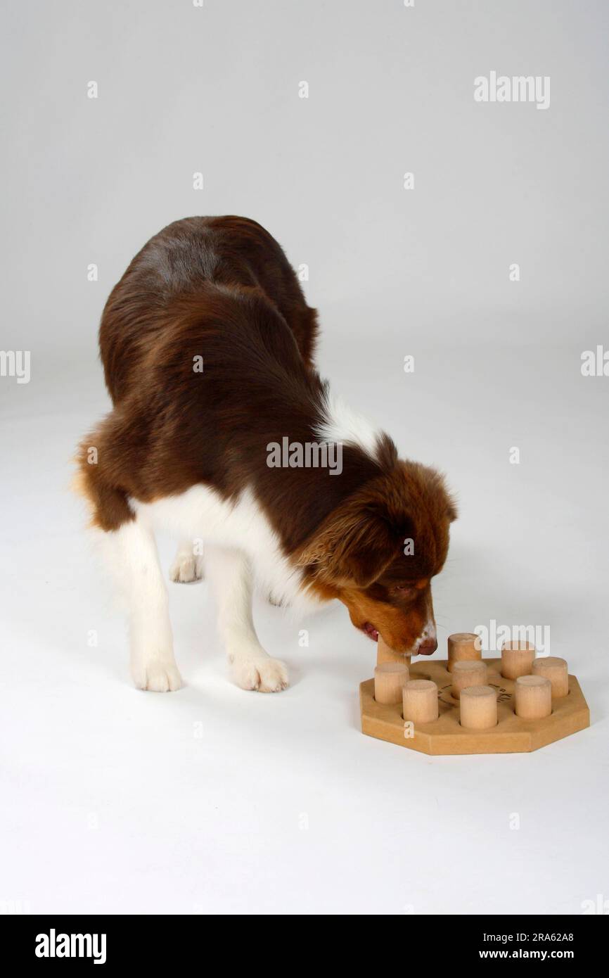 Australian Shepherd, red-tri, intelligence toy, intelligence, toy ...