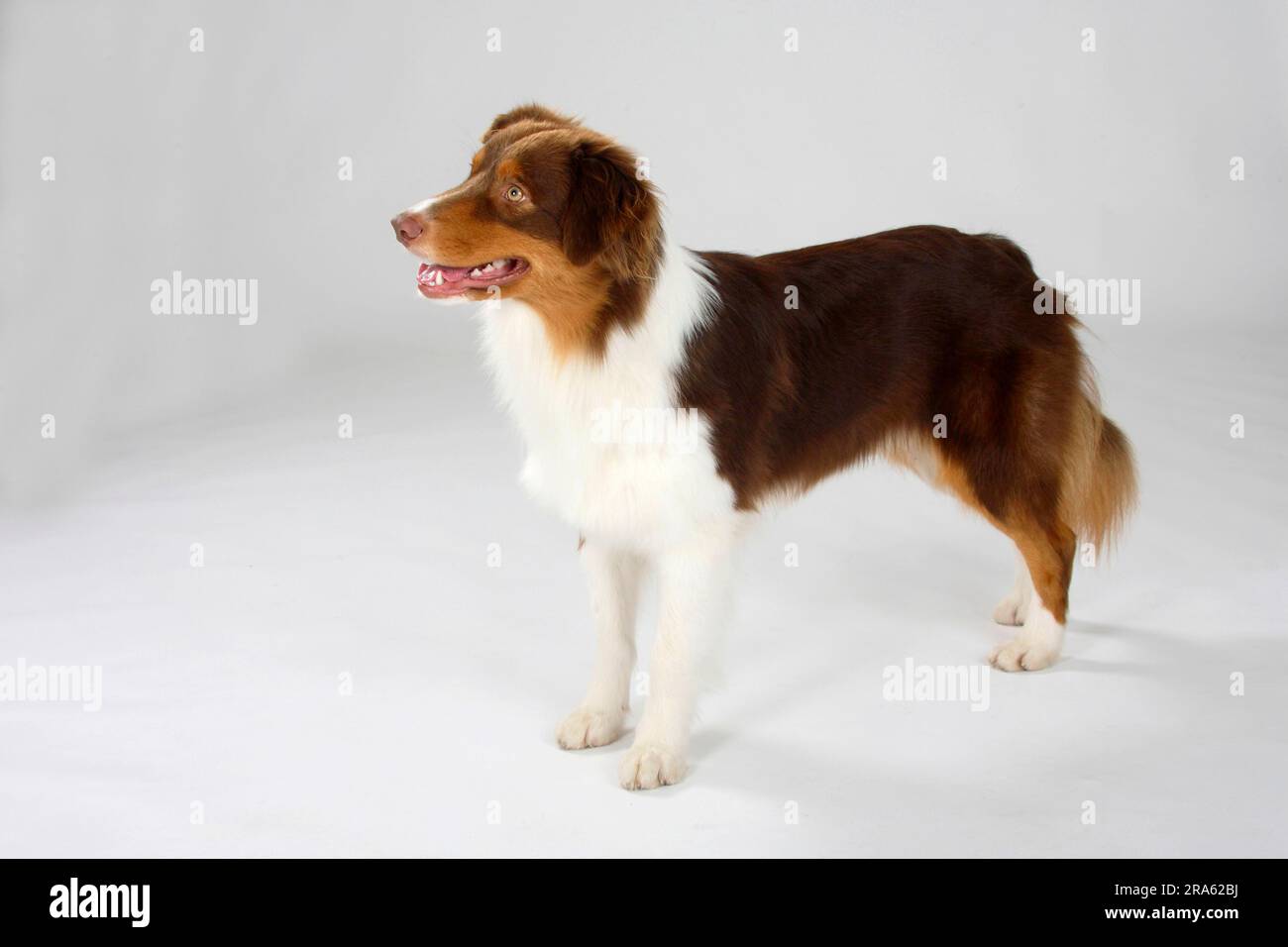 Australian Shepherd, red-tri Stock Photo - Alamy