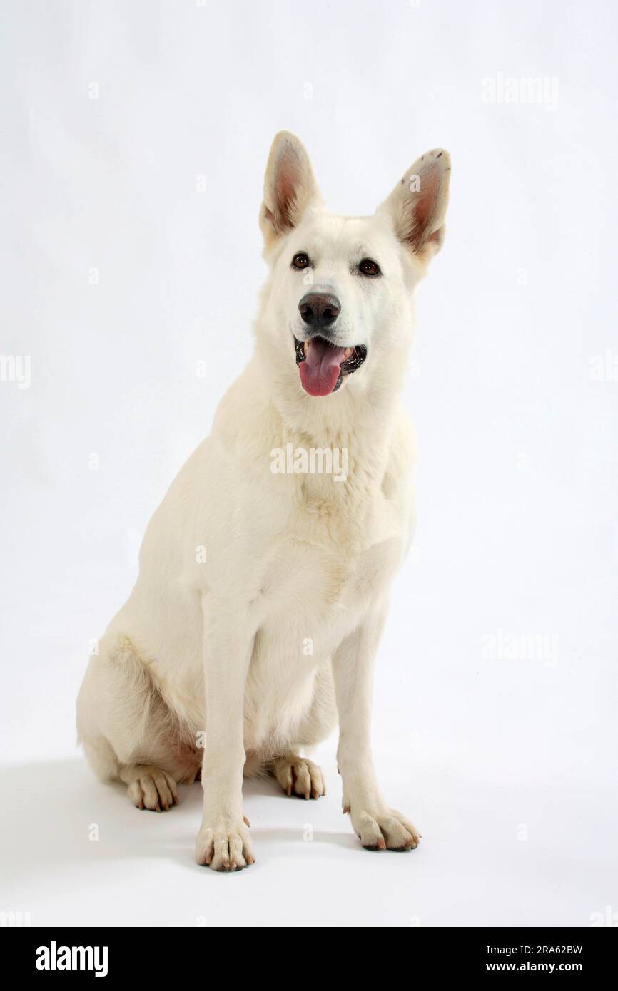White Swiss Shepherd Dog, AC White Shepherd Dog, Berger de Suisse Stock ...