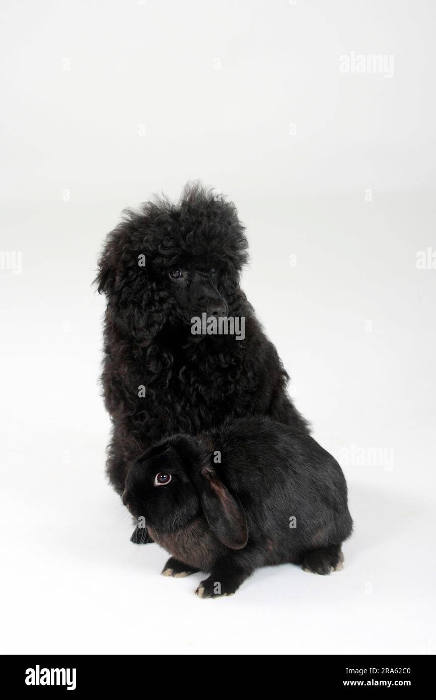 Small poodle, puppy, 5 months, black, and Dutch dwarf ram, poodle ...
