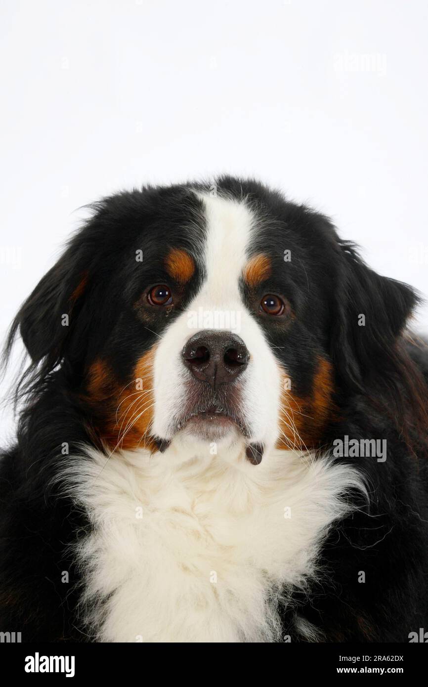 Bernese mountain dog portrait studio hi-res stock photography and ...